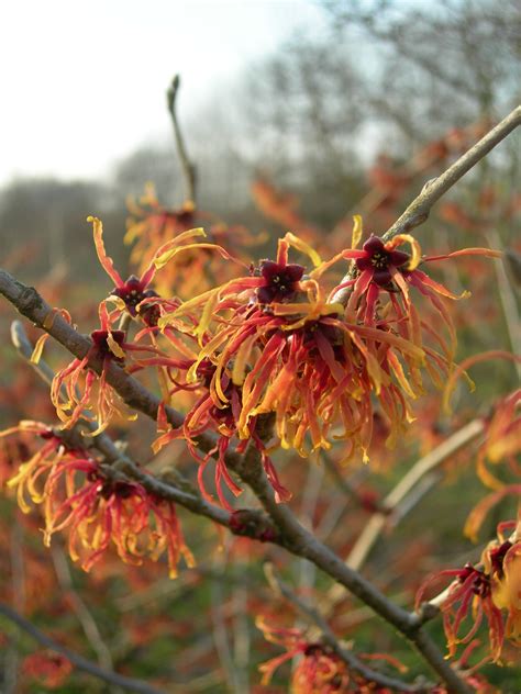 Hamamelis ×intermedia 'Jelena' | Hamamelis ×intermedia 'Jelena' - Van ...