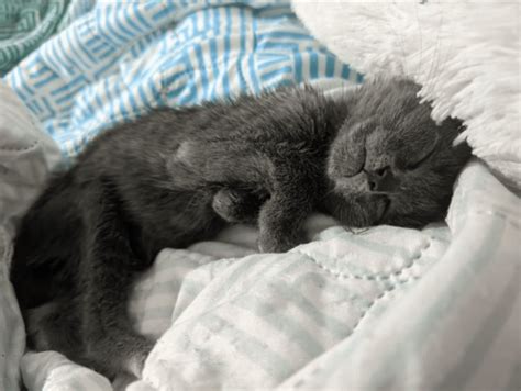 Do You Think My Kitten Is Cute ♥️🌸 R Cat