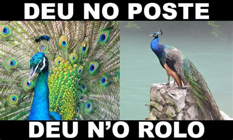 Resultado Do Jogo Do Bicho Hoje DEU NO POSTE O Rolo