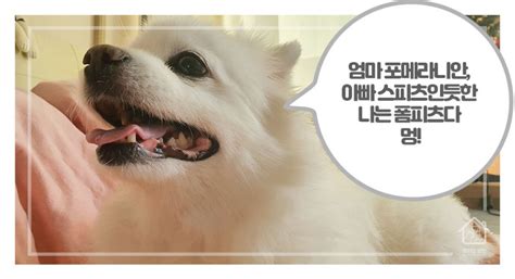 폼피츠 성견 보호자가 성격 털빠짐 특징 알려드려요feat루시 네이버 블로그