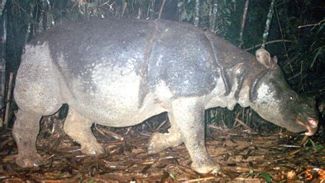 rhinos of java