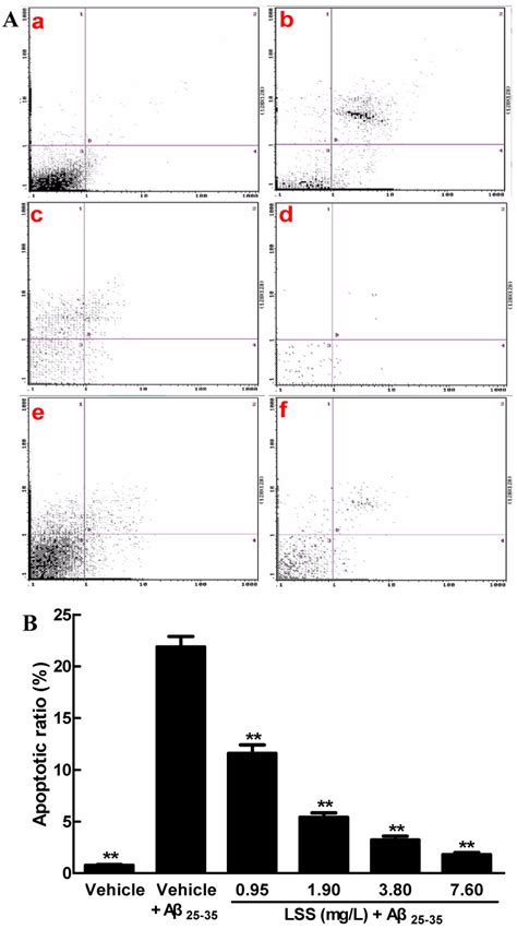 Effect Of Lss On Nuclear Translocation Of Nf κbp65 In Pc12 Cells