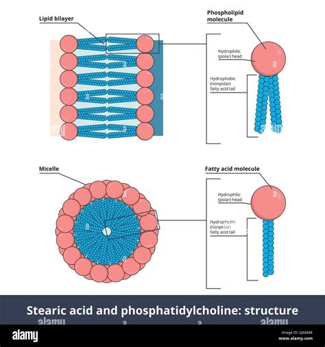 Hydrophilic Phosphate Head Hi Res Stock Photography And Images Alamy