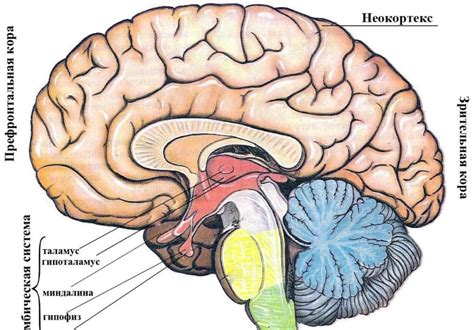 Neocortex Qué Es En Humanos Qué Es Responsable Estructura Y
