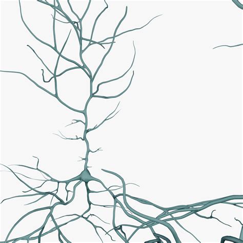 Pyramidal Neurons Model Turbosquid 1196142