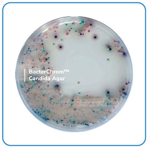 Bacterchrom™ Candida Agar Bacterlab