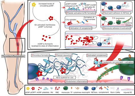 C Reactive Protein Immunothrombosis And Venous Thromboembolism