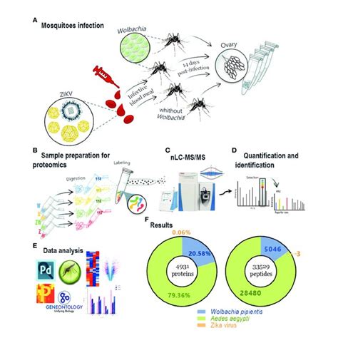 Workflow Method And Main Protein Identification Results A