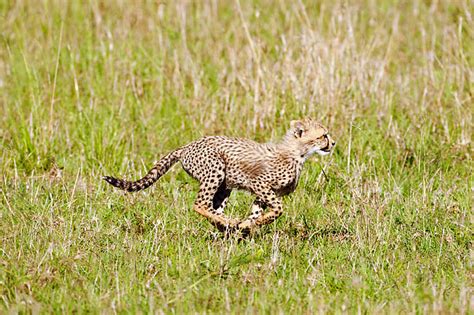 Cheetah Cubs Running