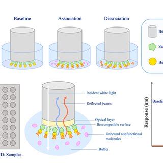 The Working Principle Of Biolayer Interferometry Download Scientific Diagram