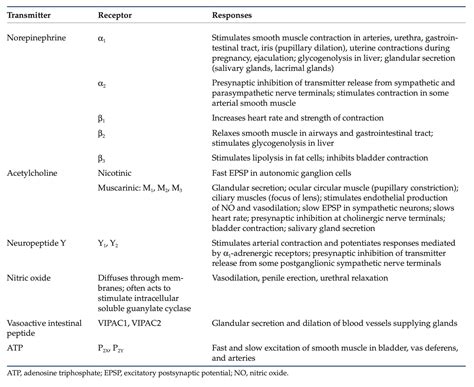 Autonomic Nervous System Physiology