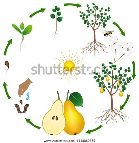 Pear Life Cycle Photos Images And Pictures Shutterstock