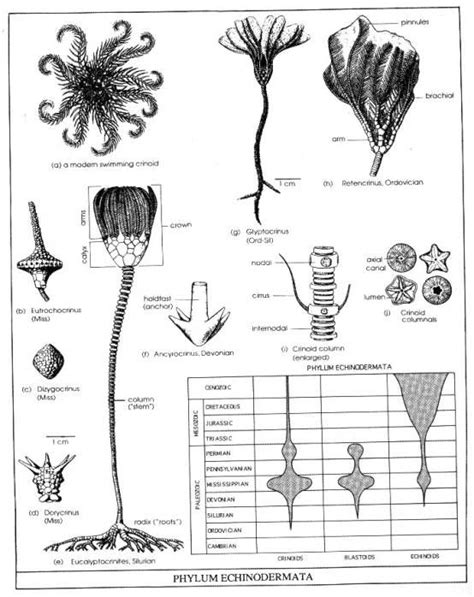 Phylum Echinodermata 1 Fossiles Phylum Echinodermata 1 Fossiles