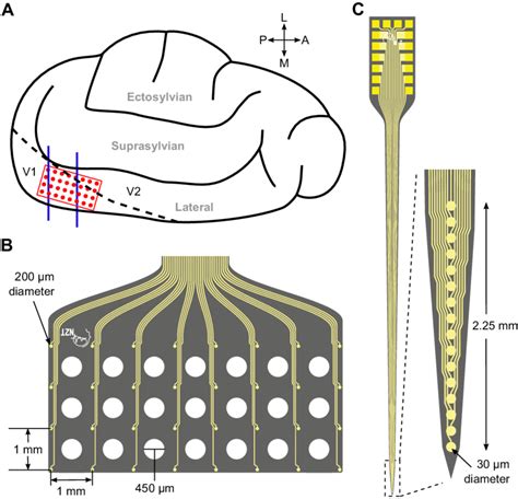 Recording Electrode Dimensions And Placement On The Cat Visual Cortex