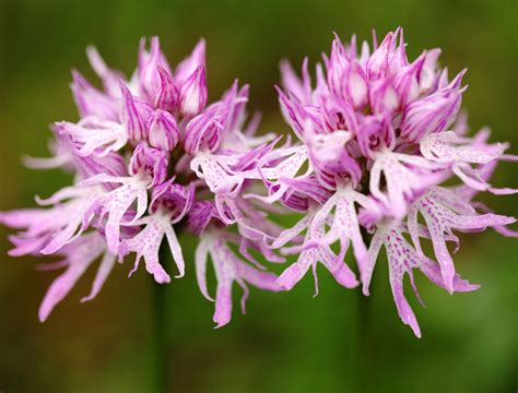 Funny Plant Names 8 Unqiue Options