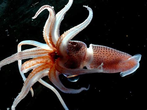The Most Surprising Health Benefits Of Squid 2020 Health Cautions