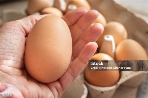 손에 거대한 닭 계란 갈색 계란의 큰 크기 햇빛에 신선한 노란 계란 건강한 유기농 식품 용기에 생 갈색 계란 농장 제품 개념 연속 국내 계란 달걀에 대한 스톡 사진 및 기타