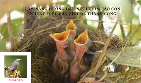 Cẩm Nang Hướng Dẫn Nuôi Chim Sáo Con Những điều Cần Biết để Thành Công