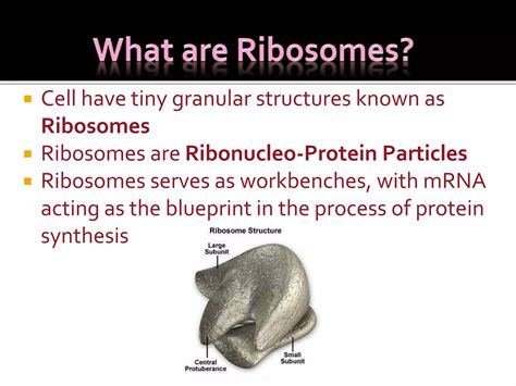 Ribosomes Structure And Function Pptx