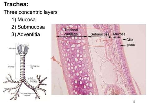 Module 8 Part 2 Respiratory System Flashcards Quizlet