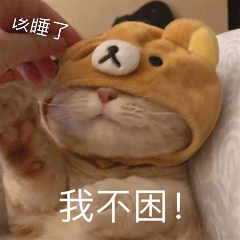 【沙雕猫表情包】橘猫沙梨表情包 搜狐大视野 搜狐新闻