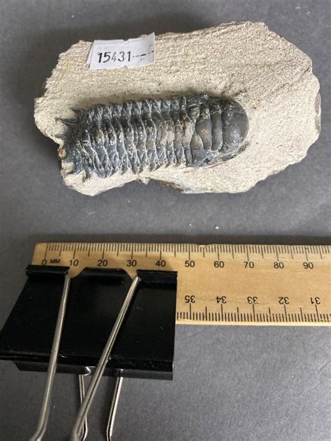 400 Million Year Old Devonian Age Trilobite Fossil From Morocco