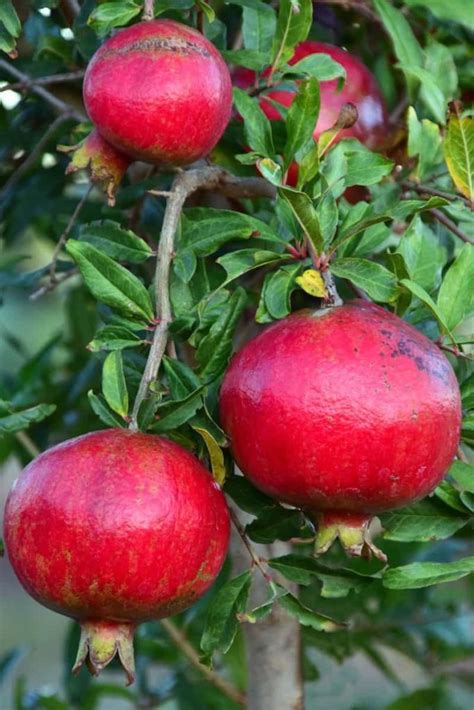 Fertilizer Management In Pomegranate Trees Organic Homemade Liquid
