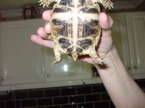 Sex Of My Horsefield Tortoises Reptile Forums