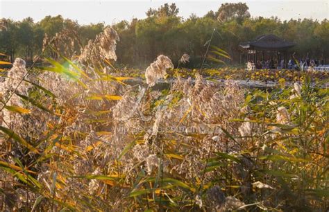 吉林长春：湿地公园 秋景如画 人民图片网