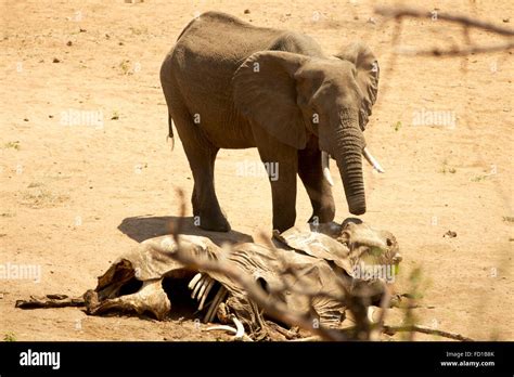 African Bush Elephant Loxodonta Africana With Half Trunk Carcass Of