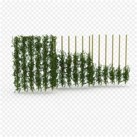 一个个鲜草绿色垂吊植物PNG图片素材下载 图片编号qnxxparq 免抠素材网