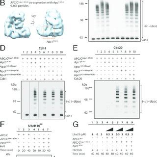 Cdh cannot induce the active conformation of APC C ΔApc WD A and Download Scientific