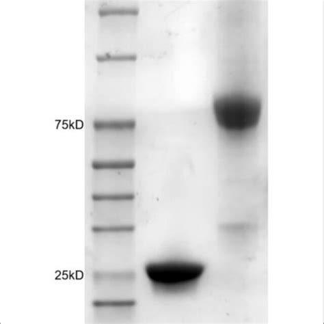 Figure E Sds Page Analysis Of Purified Scfv And Scfv Ap Fusion Protein