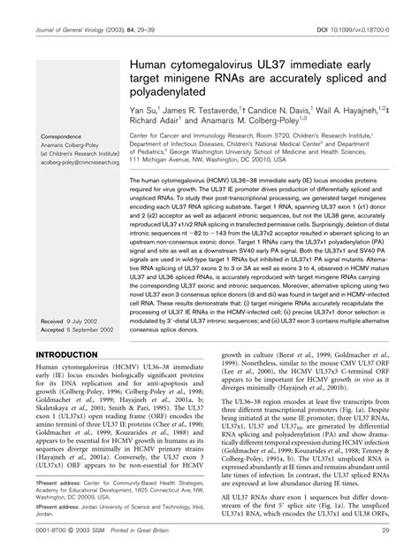 Pdf Human Cytomegalovirus Ul37 Immediate Early Target Minigene Rnas