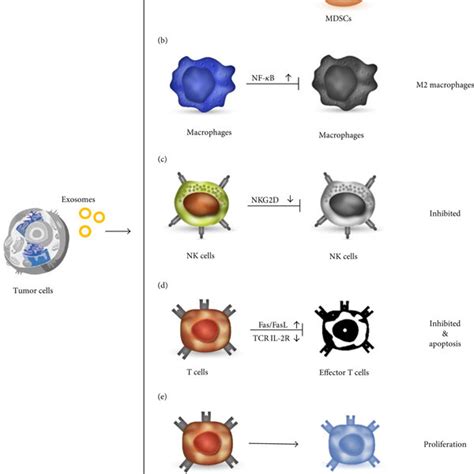 Tumor Released Exosomes Could Mediate Immune Suppression A Texs