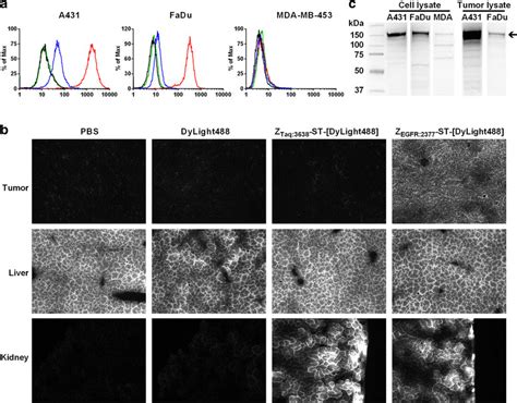Cell Binding Assay Of Non Blocked Red And Blocked Blue Tenfold Download Scientific Diagram