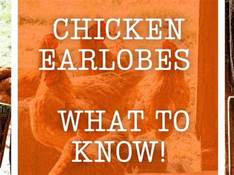 Chicken Earlobes What To Know