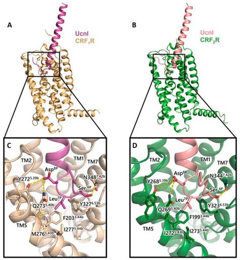 Structural And Functional Insights Into Crf Peptides And Their Receptors