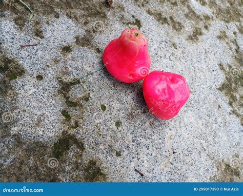 Red Rose Apples Java Apple Or Water Apples Thailand Stock Photo Image Of Natural Freshness