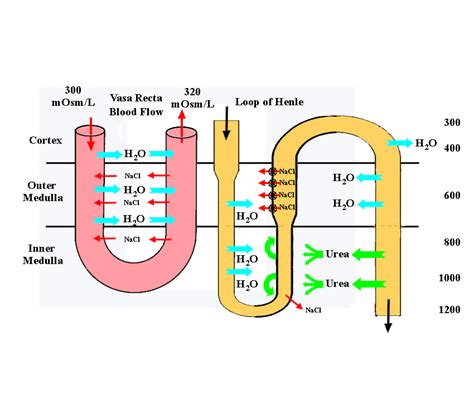 รายการ 105 ภาพพื้นหลัง Loop Of Henle เป็นบริเวณที่ ครบถ้วน