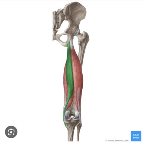 Muscles Human Flashcards Quizlet