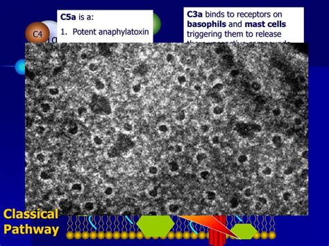 The Complement System Andrew E Thompson MD FRCPC Ppt Download