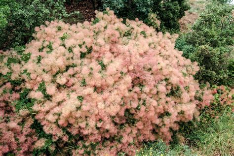 Smoke Tree Plant By Number