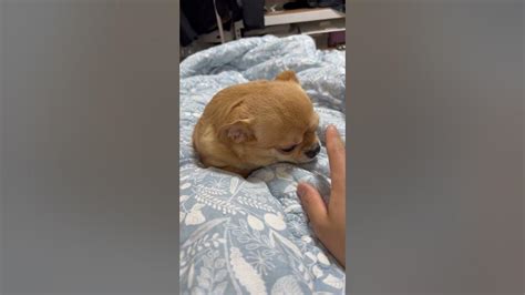 치와와 코 때리기 Youtube