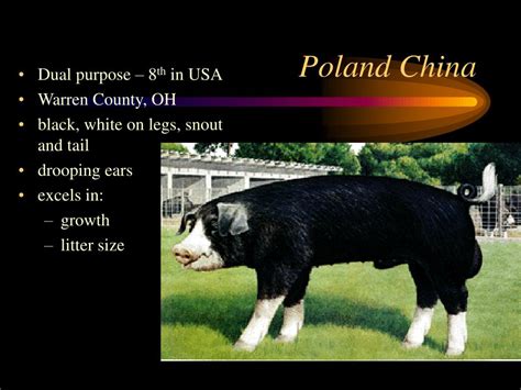 Ppt Origin And Domestication Of Swine Powerpoint Presentation Free