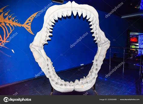 Real Megalodon Skeleton