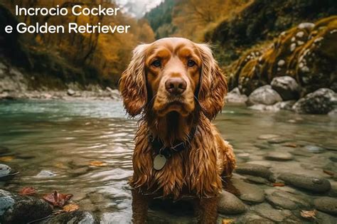 Incrocio Golden Retriever E Cocker Spaniel Un Cane Davvero Unico