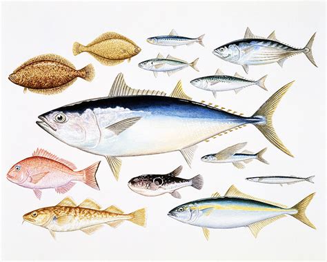 生物イラスト スーパーリアル まぐろと近海魚