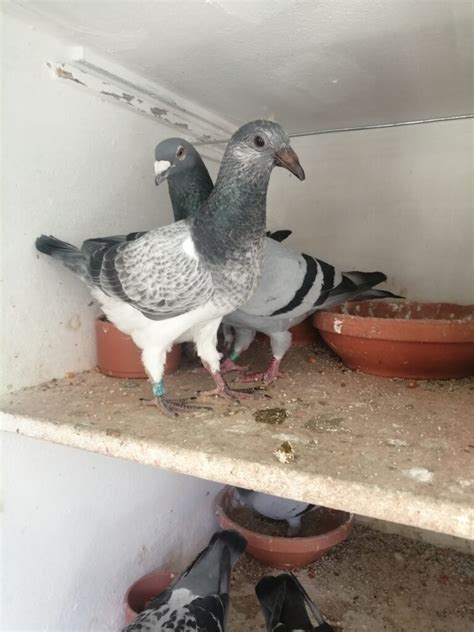 Pombos Correio Avespt