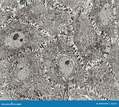 Epithelium Intercellular Space Stock Image Image Of Electron Cell 306834269